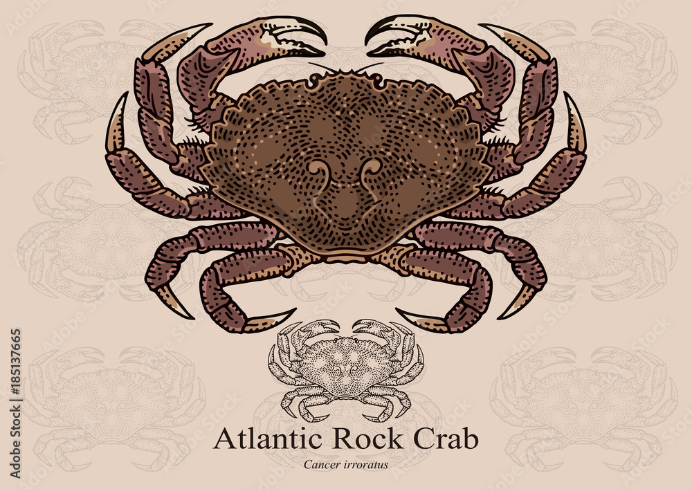 Atlantic Rock Crab. Vector illustration for artwork in small sizes ...