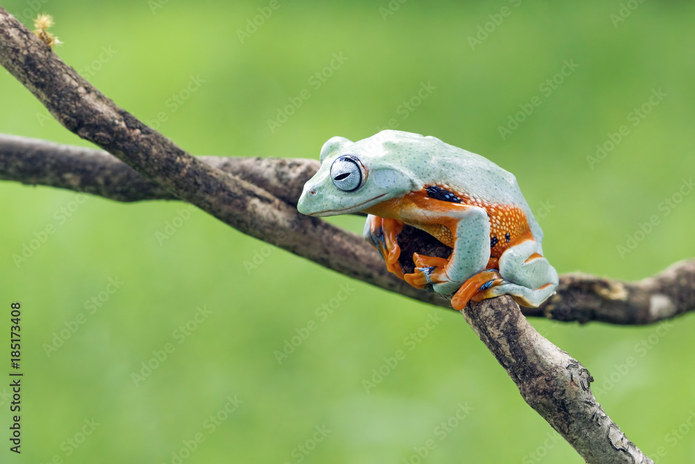 Tree frog, flying frog, javan tree frog Stock Photo | Adobe Stock