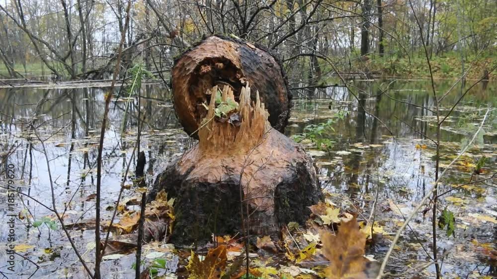 Old Park, centennial Park in autumn. Beavers gnaw old trees (aspen) and ...