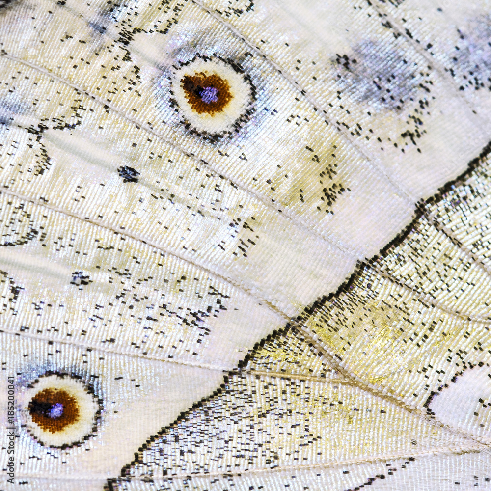 A grey marble fragment of an underside of a wing of the forest, or ...