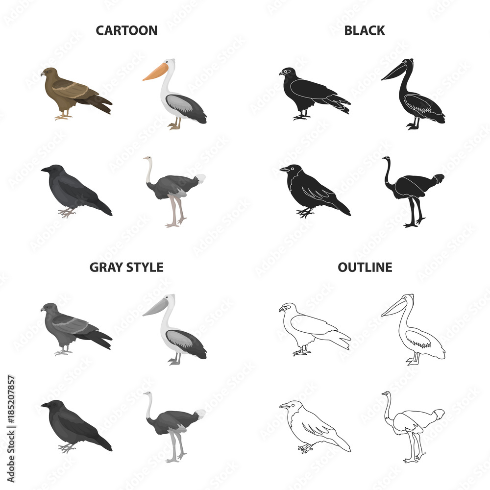 A hawk, a bird of prey, a pelican, a gray crow, an emu ostrich. Bird ...