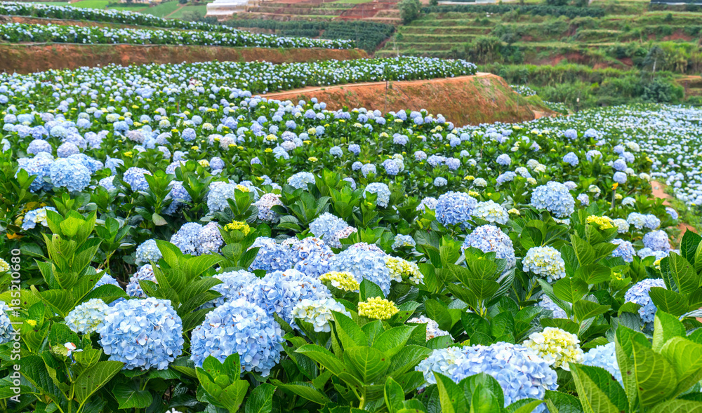 Panoramic view of the field of hydrangea flowers seen from above on the ...