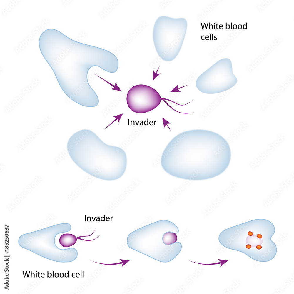 Basic mechanism of the immune system. White blood cell eating bacteria ...