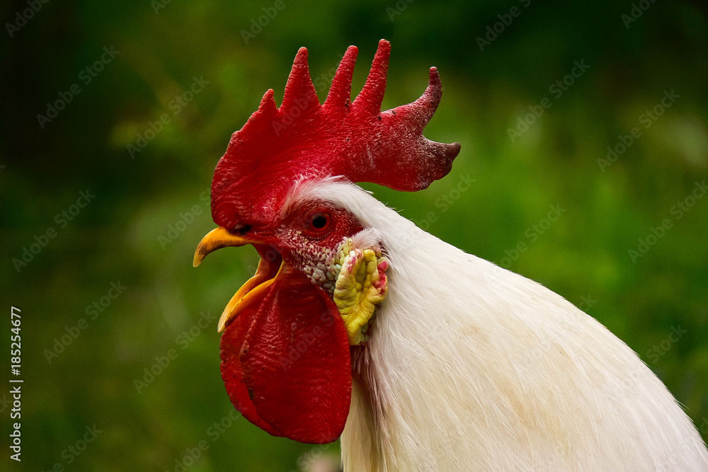 primo piano di Gallo Livornese bianco in canto Stock Photo | Adobe Stock