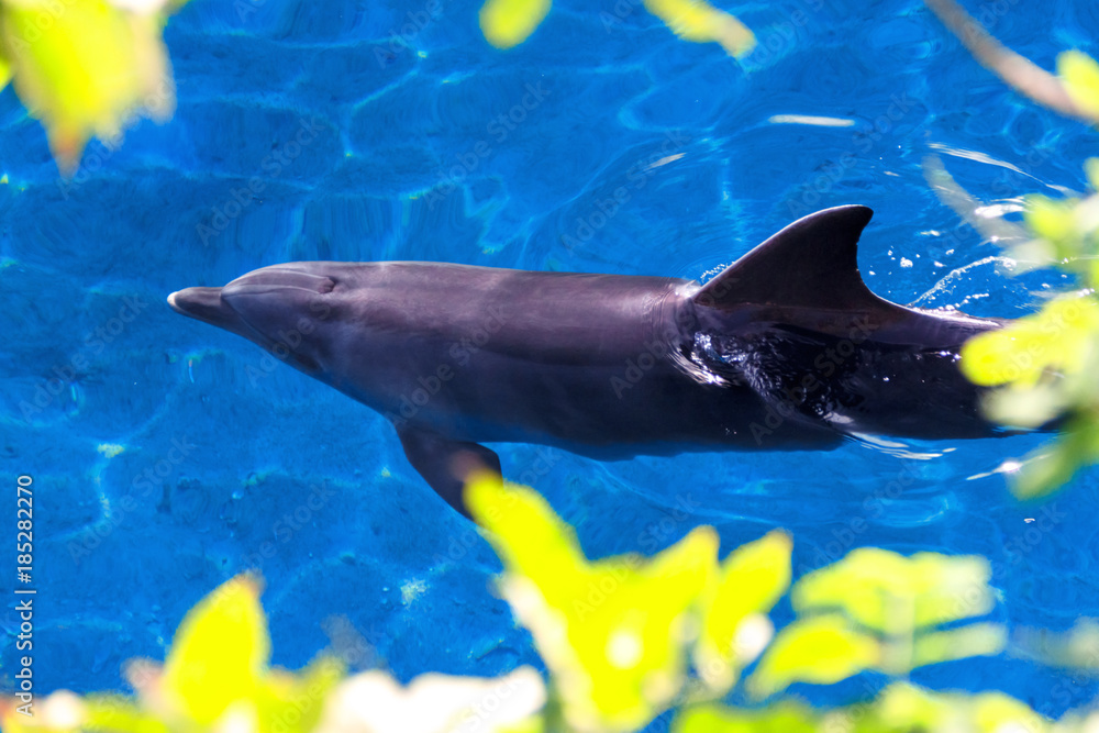 The yong Bottlenose dolphin is swimming in red sea Stock Photo | Adobe ...