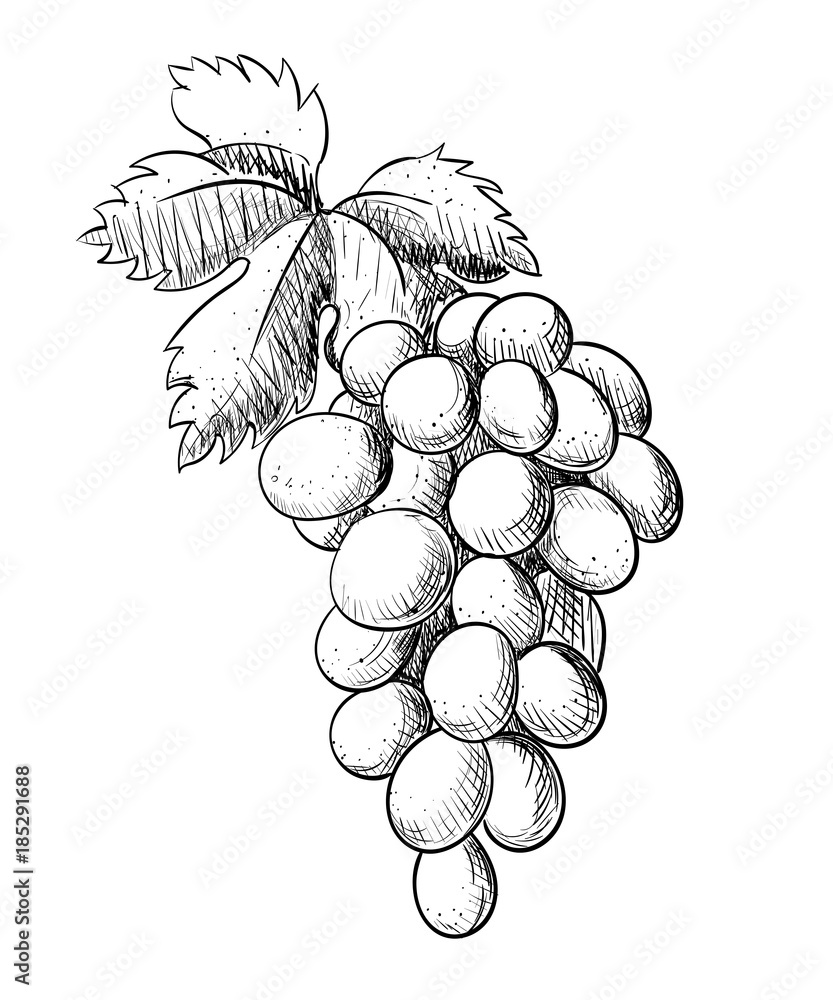 Grape branch with leaf hand drawing engraving vintage style vector ...