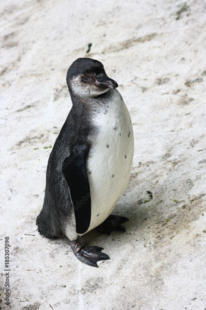 Manchot au zoo de Beauval Stock Photo | Adobe Stock