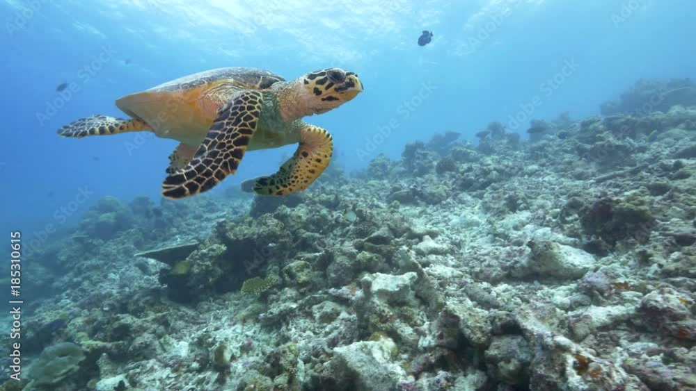 Hawksbill sea turtle swimming toward camera in Maldives Stock Video ...