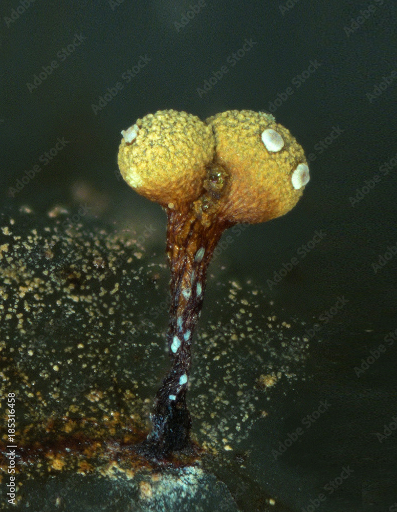 Life Cycle Of Physarum With Diagram Fungi The sexual life cycle of a model filamentous ...