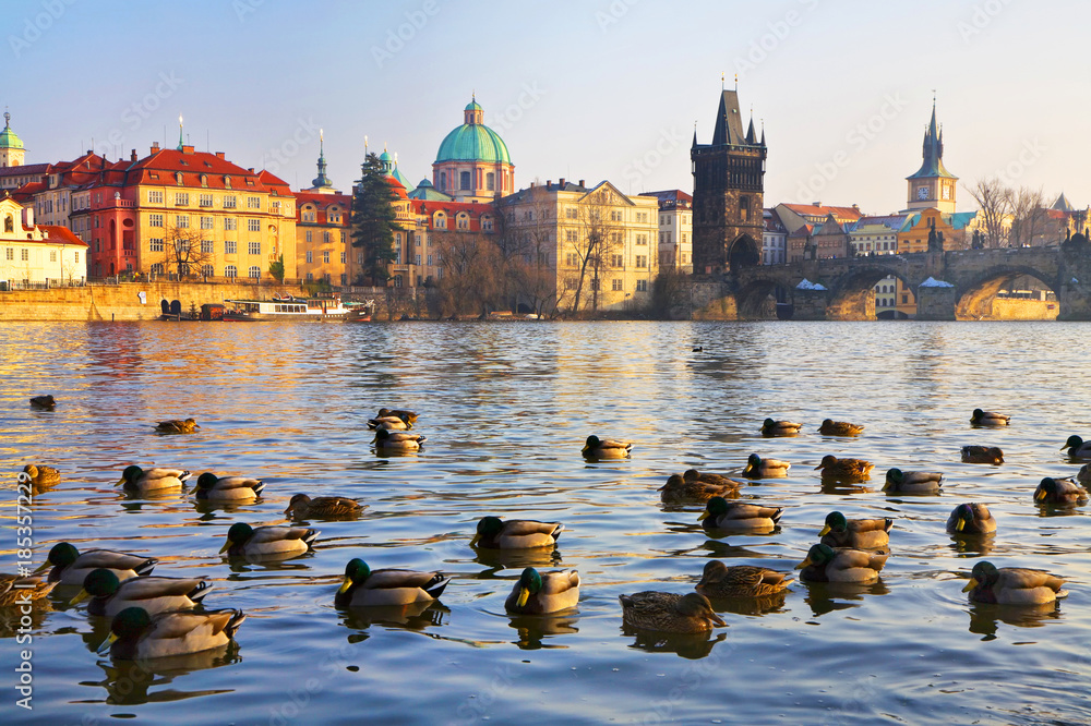 Prague. Ducks swim in the Vltava River against the backdrop of the Old ...