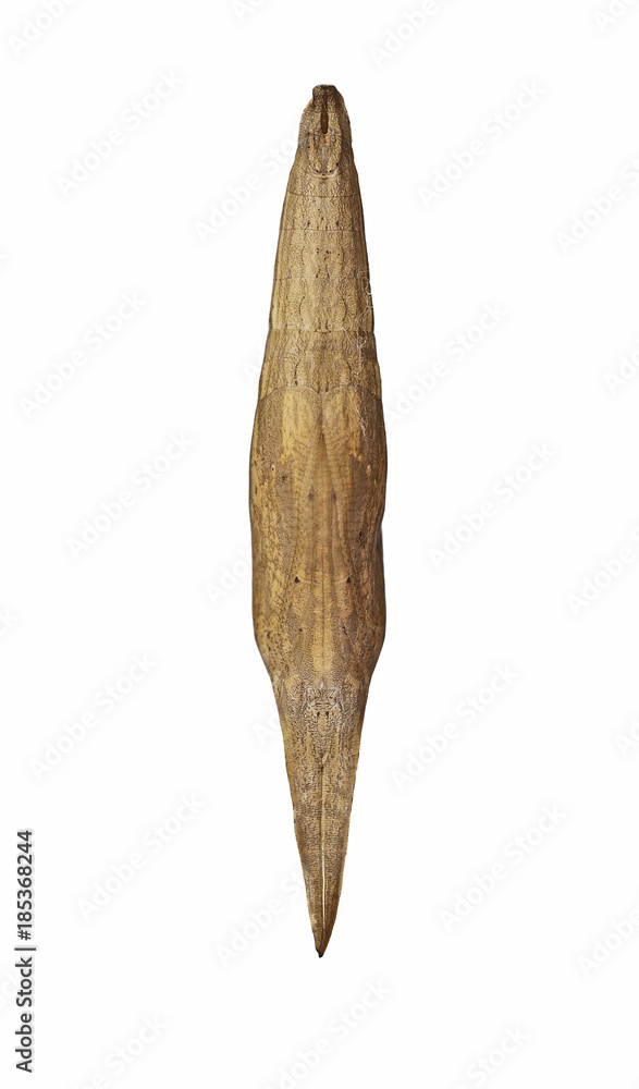 A long grey pupa of the polyxena giant owl butterfly, Eryphanis ...