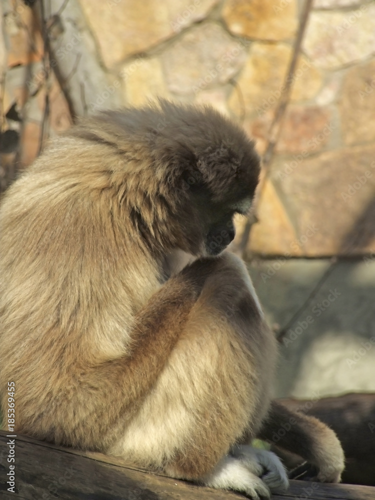 Adult male lar gibbon ape, Hylobates lar, is sitting with his legs ...
