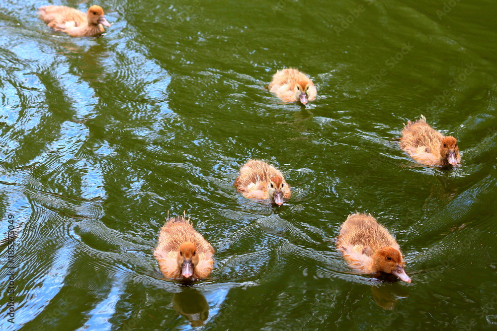 Muscovy duck mother with ducklings. Ducklings of a musky duck ...