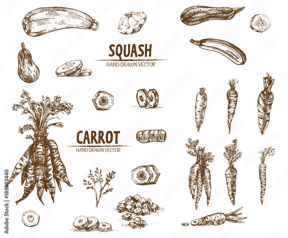 Digital vector detailed line art squash Stock Vector | Adobe Stock