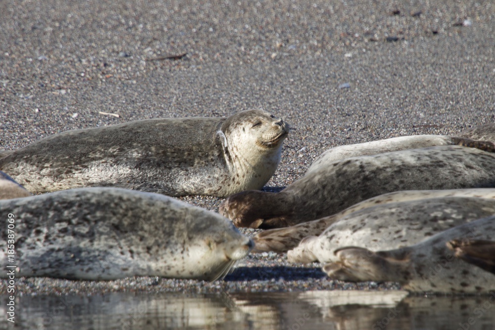 Goat Rock Beach - northwestern Sonoma County, California, Seals are on ...