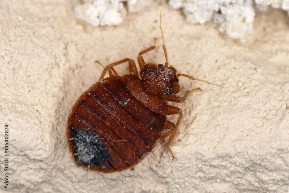 Bed bug Cimex lectularius parasitic insects of the cimicid family feeds ...