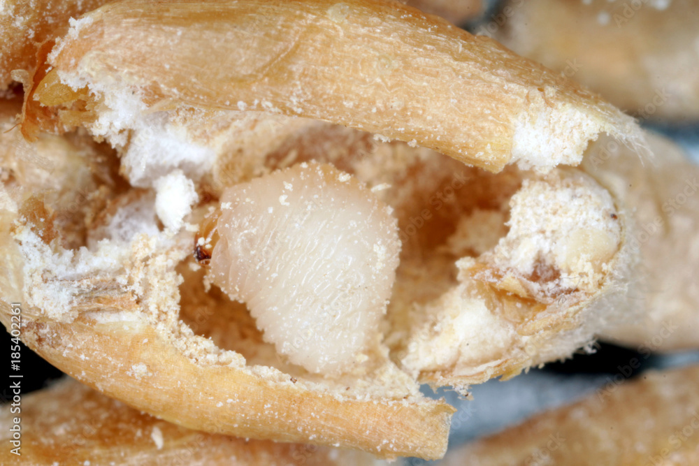 wheat weevil Sitophilus granarius larva from wheat grain Stock Photo ...