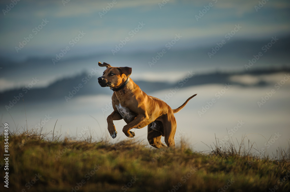Rhodesian Ridgebacks Running