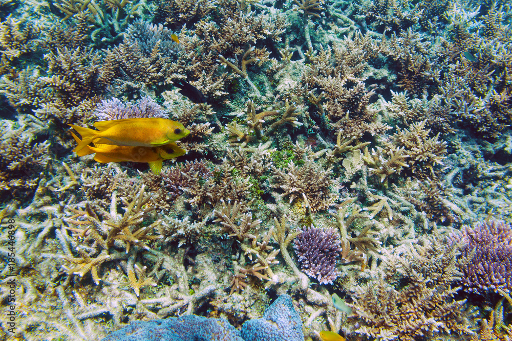 Couple of bright yellow fishes on a coral reef, underwater landscape ...