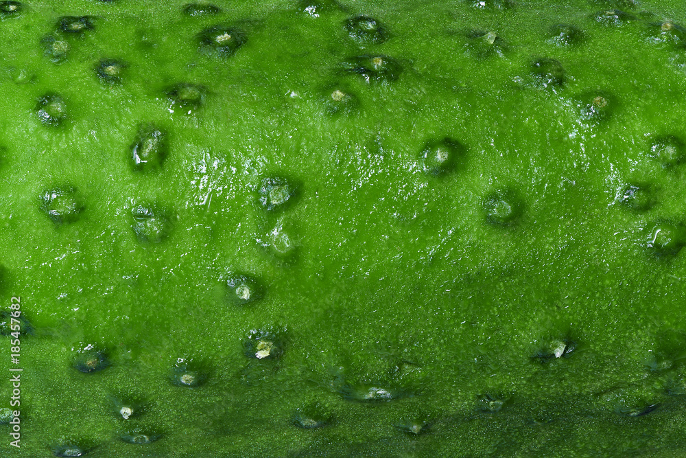 The texture of cucumber close up. Stock Photo | Adobe Stock