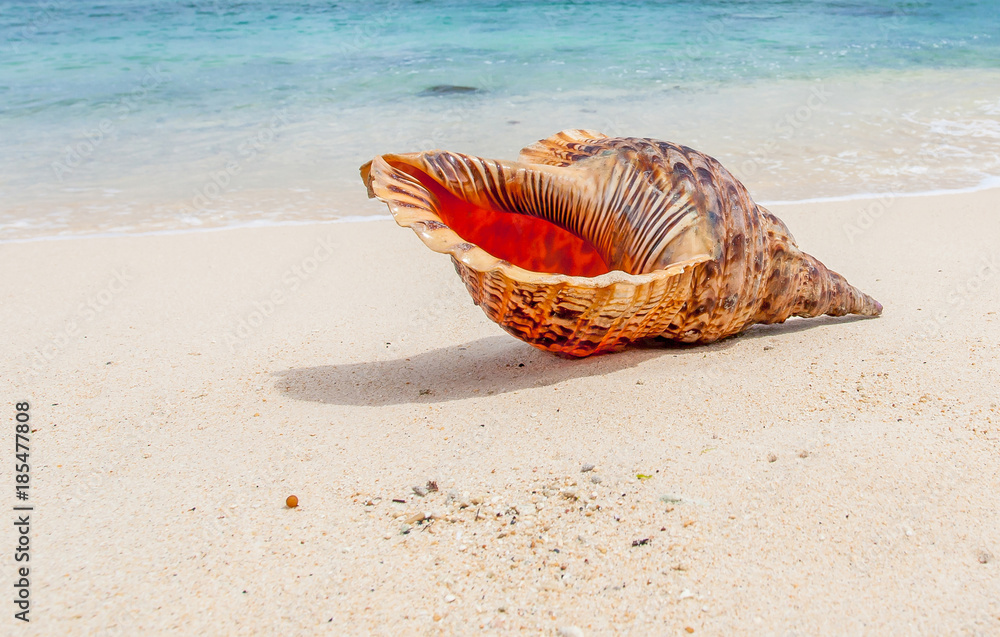 coquillage sur plage des vacances à l'île Maurice Stock Photo | Adobe Stock