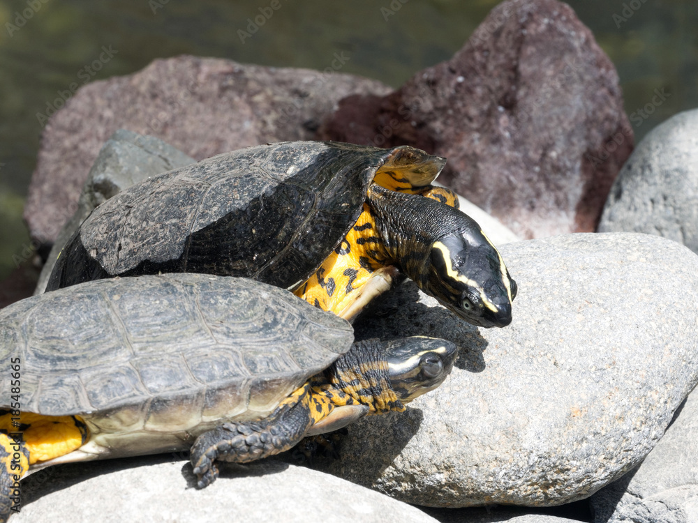 Arrau turtle, Podocnemis expansa, male with conquered female, Ecuador ...