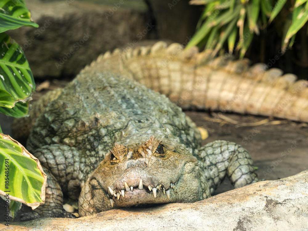 Spectacled Caiman, Caiman crocodilus, is abundant in nature, Ecuador ...