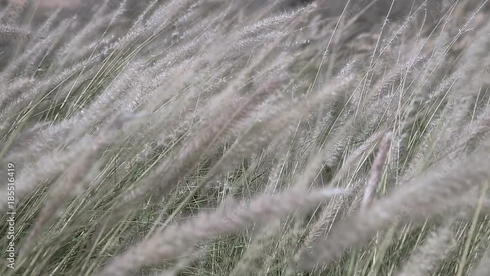 Gray fluffy grass is moving at strong wind Stock Video | Adobe Stock