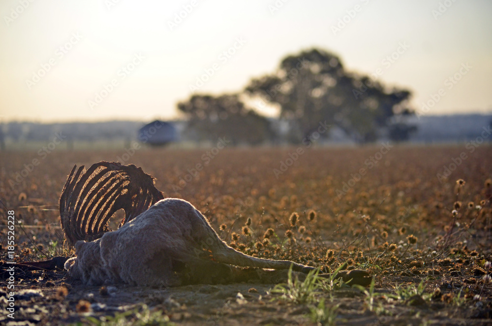 Dead sheep with rib cage exposed in dry field at sunset in summer in ...