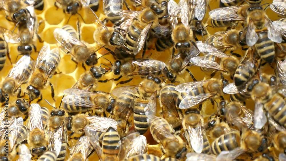 A wonderful view of a swarm of buzzing striped bees crawling and ...