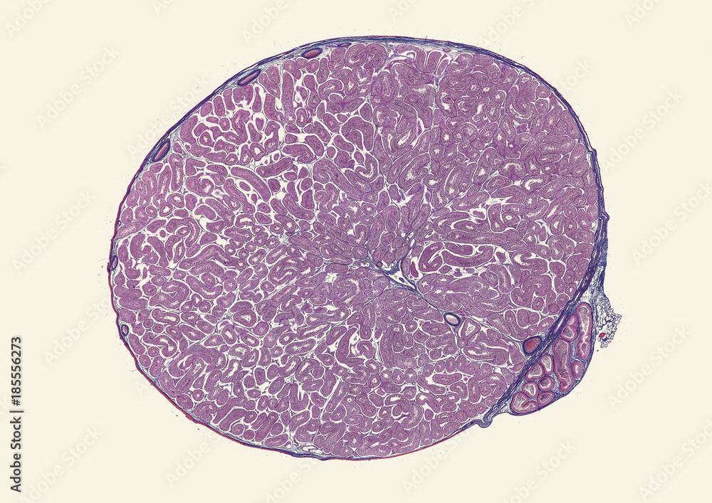 Testis Cross Section Labeled