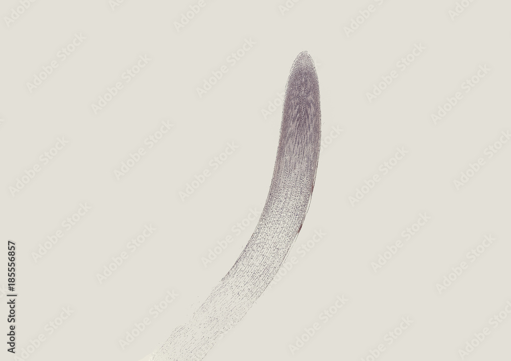 Stem apex and meristematic tissue, Asparagus - cross section cut under ...