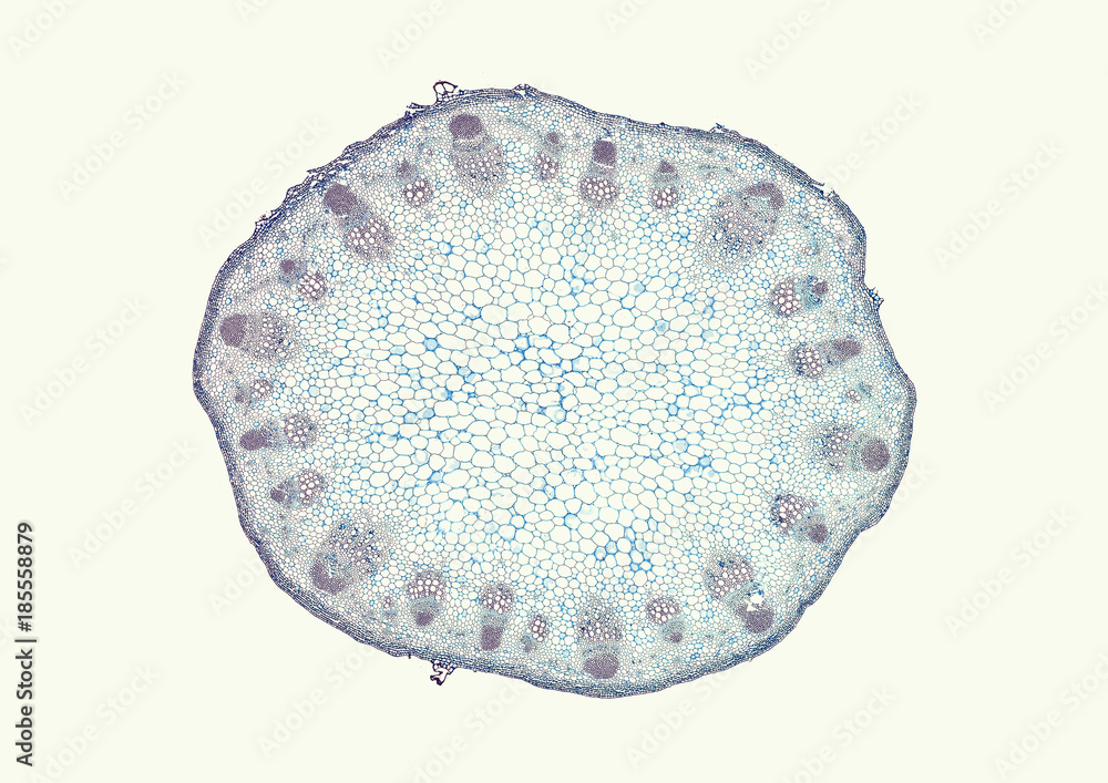 Helianthus, sunflower, typical dicot stem - microscopic cross section ...