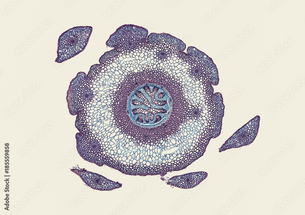 Stem of Lycopodium - microscopic cross section cut of a plant stem ...