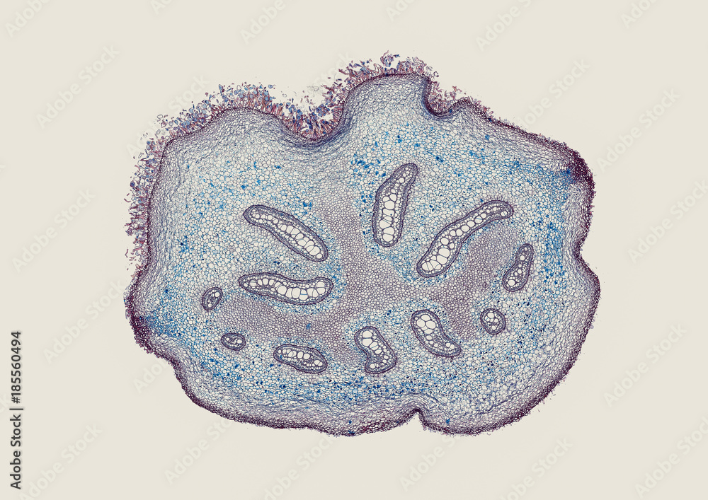 Rhizome of Pteridium - microscopic cross section cut of a plant stem ...
