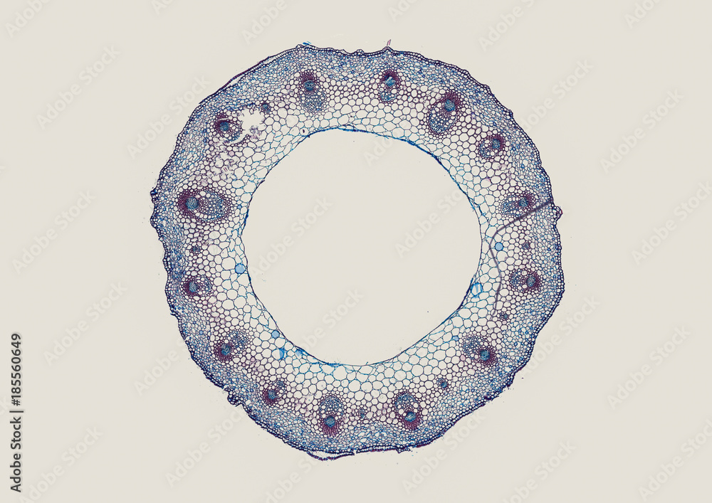 Stem of Ranunculus - microscopic cross section cut of a plant stem ...