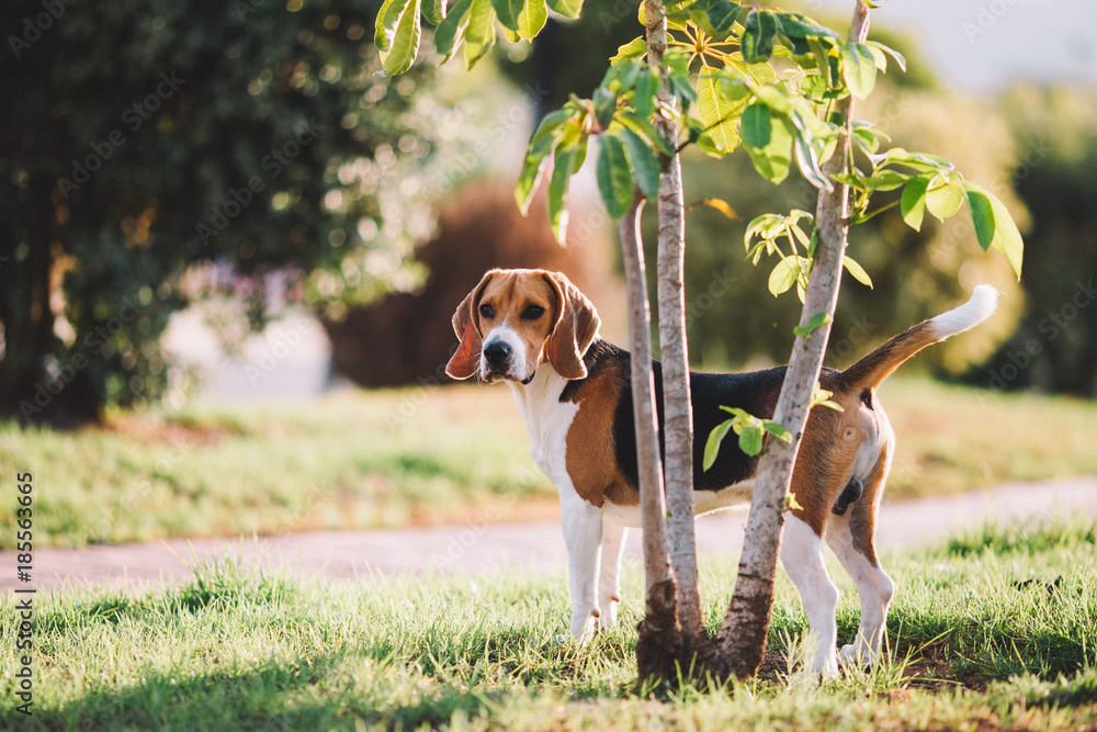 Perro beagle jugando al aire libre, animal de compañía Stock Photo ...
