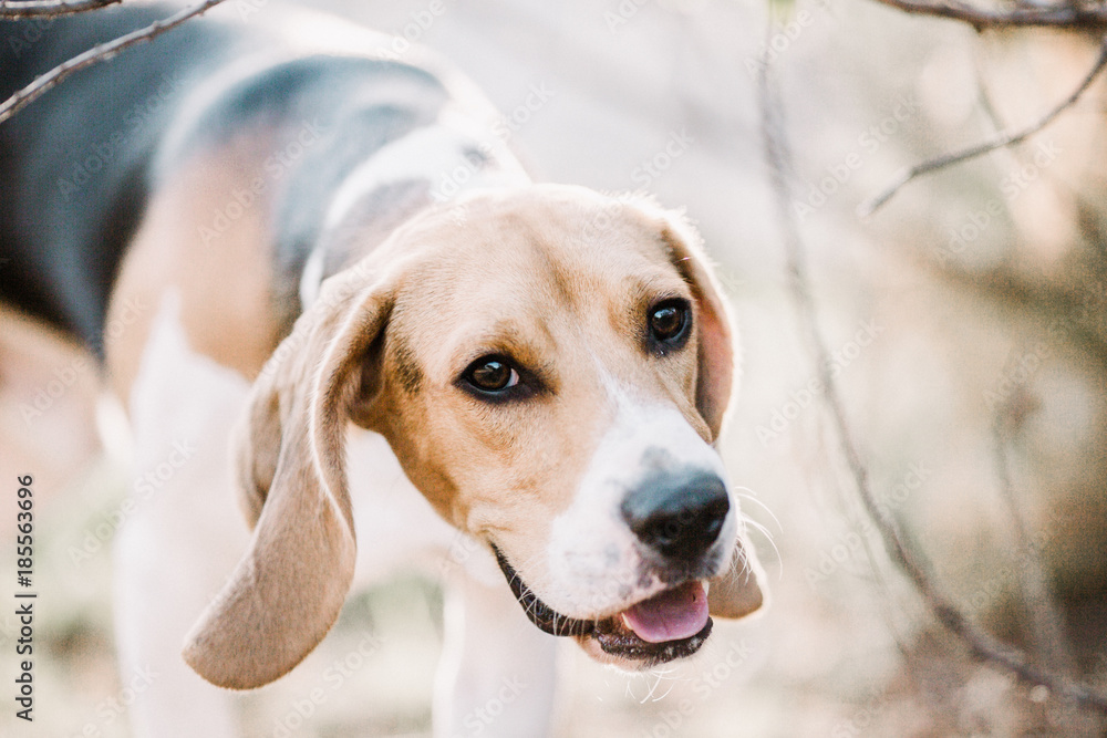 Perro beagle jugando al aire libre, animal de compañía Stock Photo ...