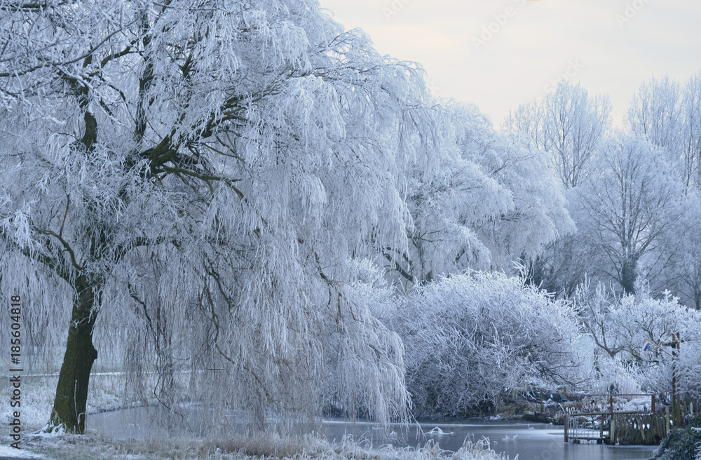 Willow Tree In Winter