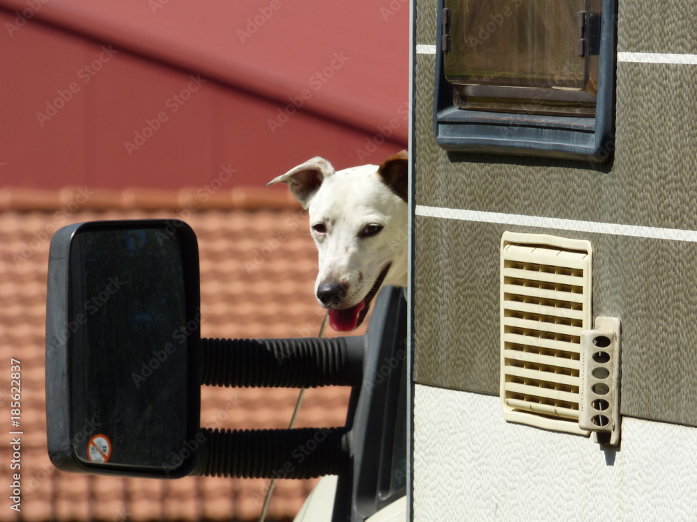 Perro asomado en autocaravana Stock Photo | Adobe Stock