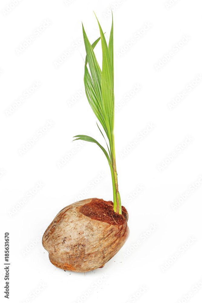 Early varieties of dwarf aromatic coconut tree , shorter than normal ...