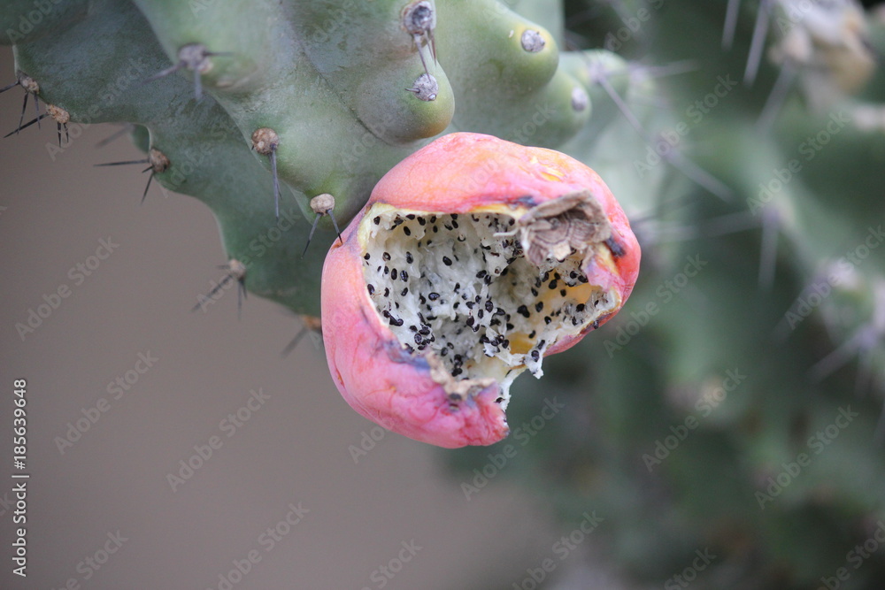 High-desert mountains in the north to subtropical desert lowlands in ...