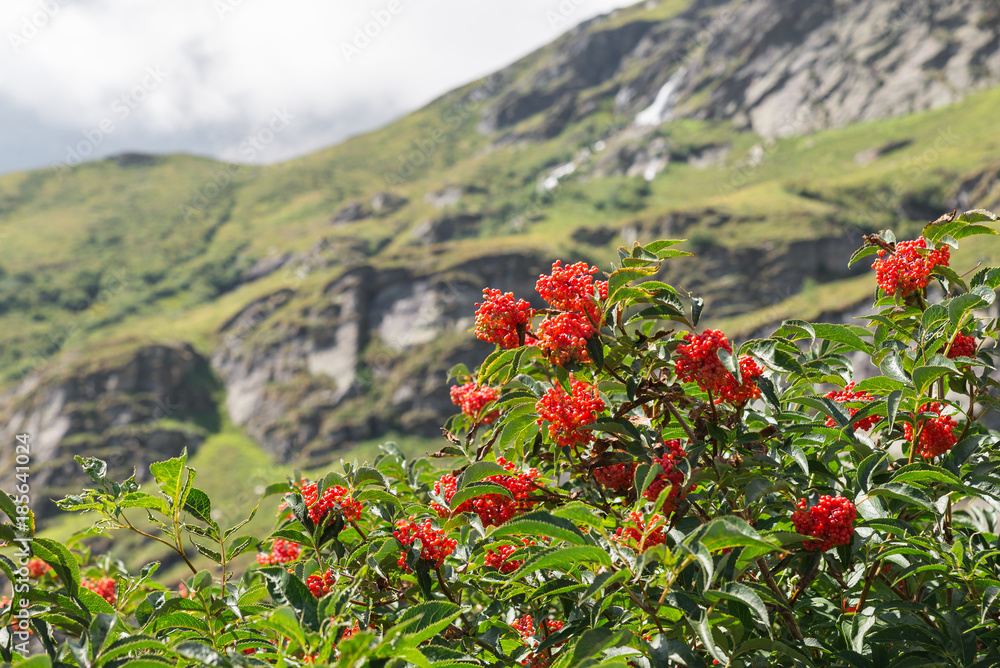 Foto Stock Characteristic and showy small mountain tree with red ...