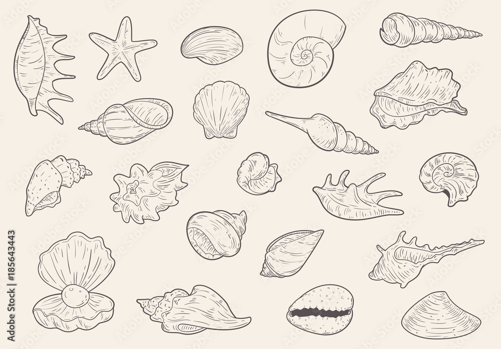 Set of hand drawn different seashells in sketch vintage style. Marine ...