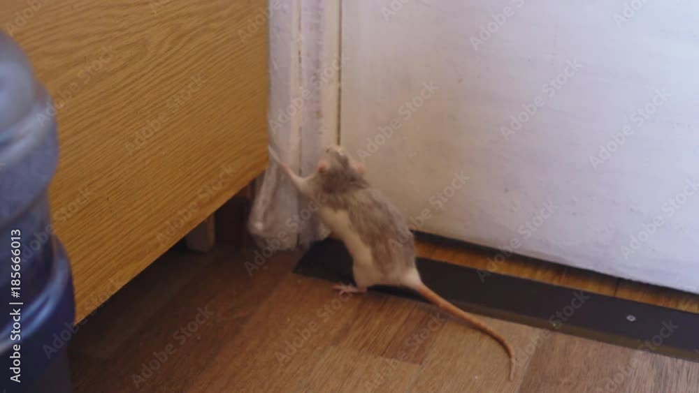 A rat pest gnaws a packet sticking out of the closet. The rat is ...