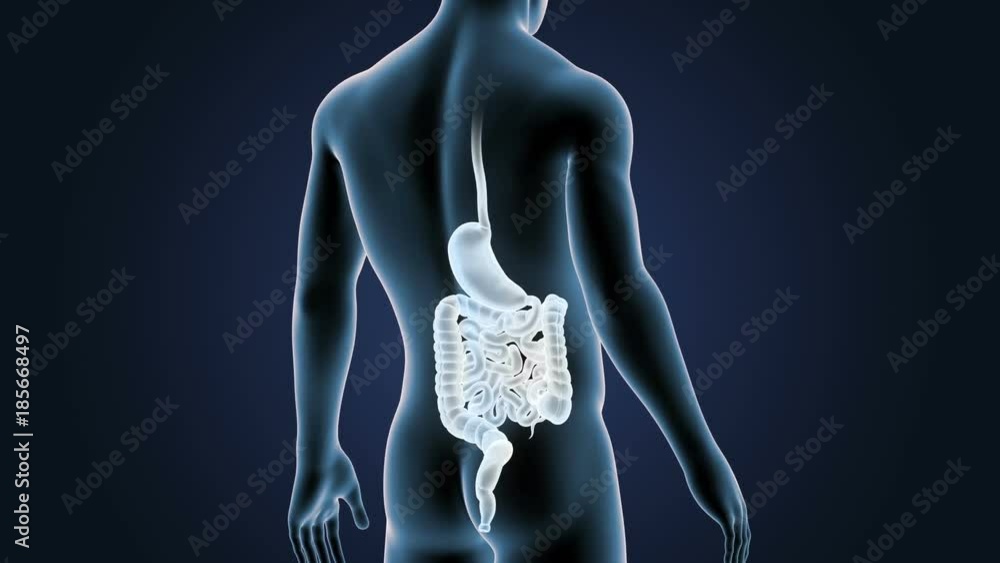 Stomach and Intestine with Body Closeup Stock Video | Adobe Stock