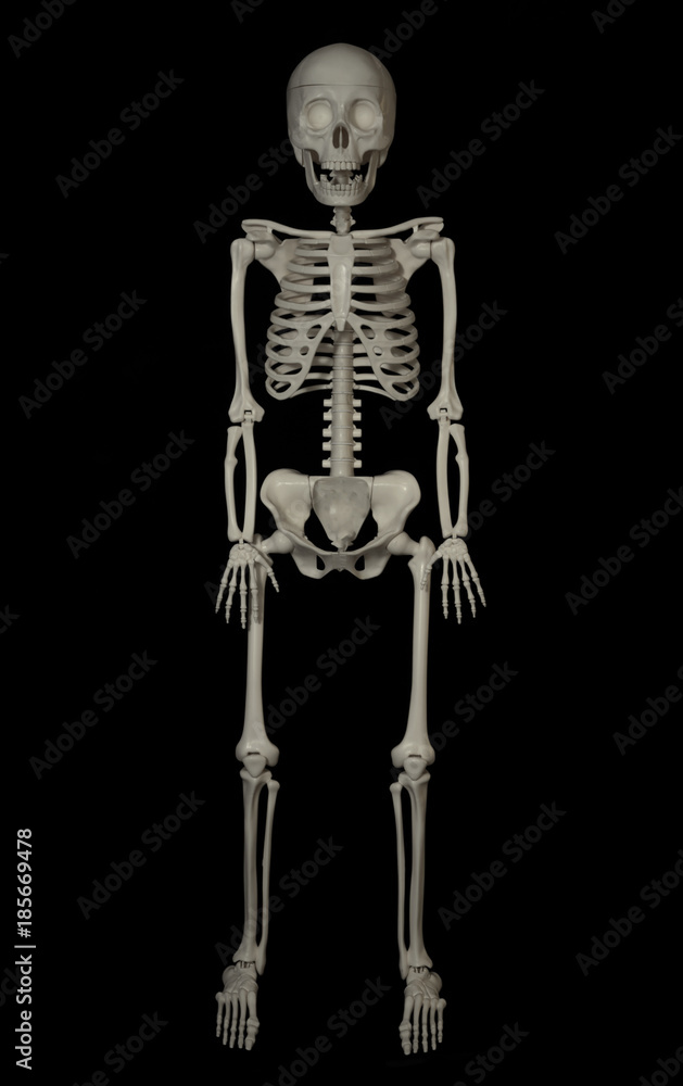 anatomy of a human skeleton in full growth on a black background. Stock ...