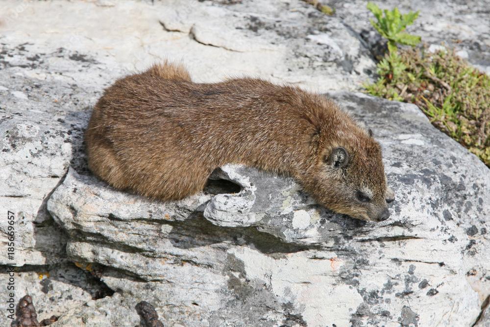 The rock hyrax (Procavia capensis), also called rock badger and Cape ...