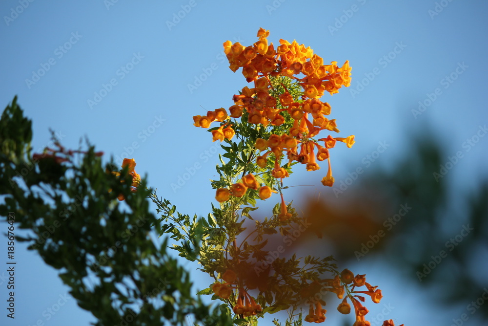 Trees and Flowers of Southeastern Arizona have an unusually wide ...
