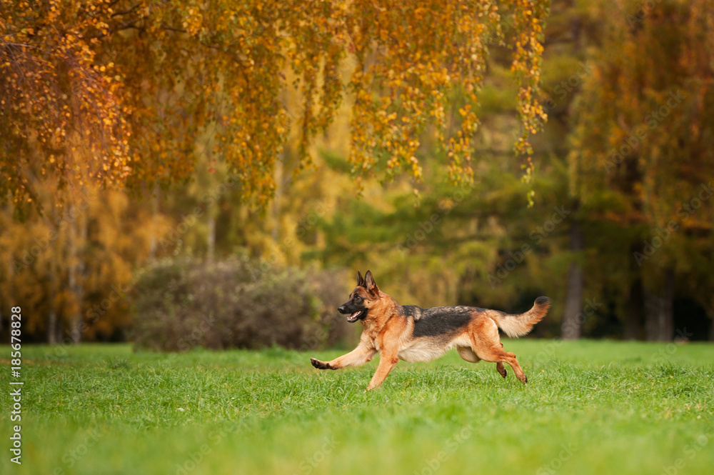 Running german shepherd dog Stock Photo | Adobe Stock